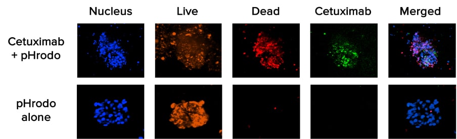 ADC Development & Analysis | Nilogen Oncosystems