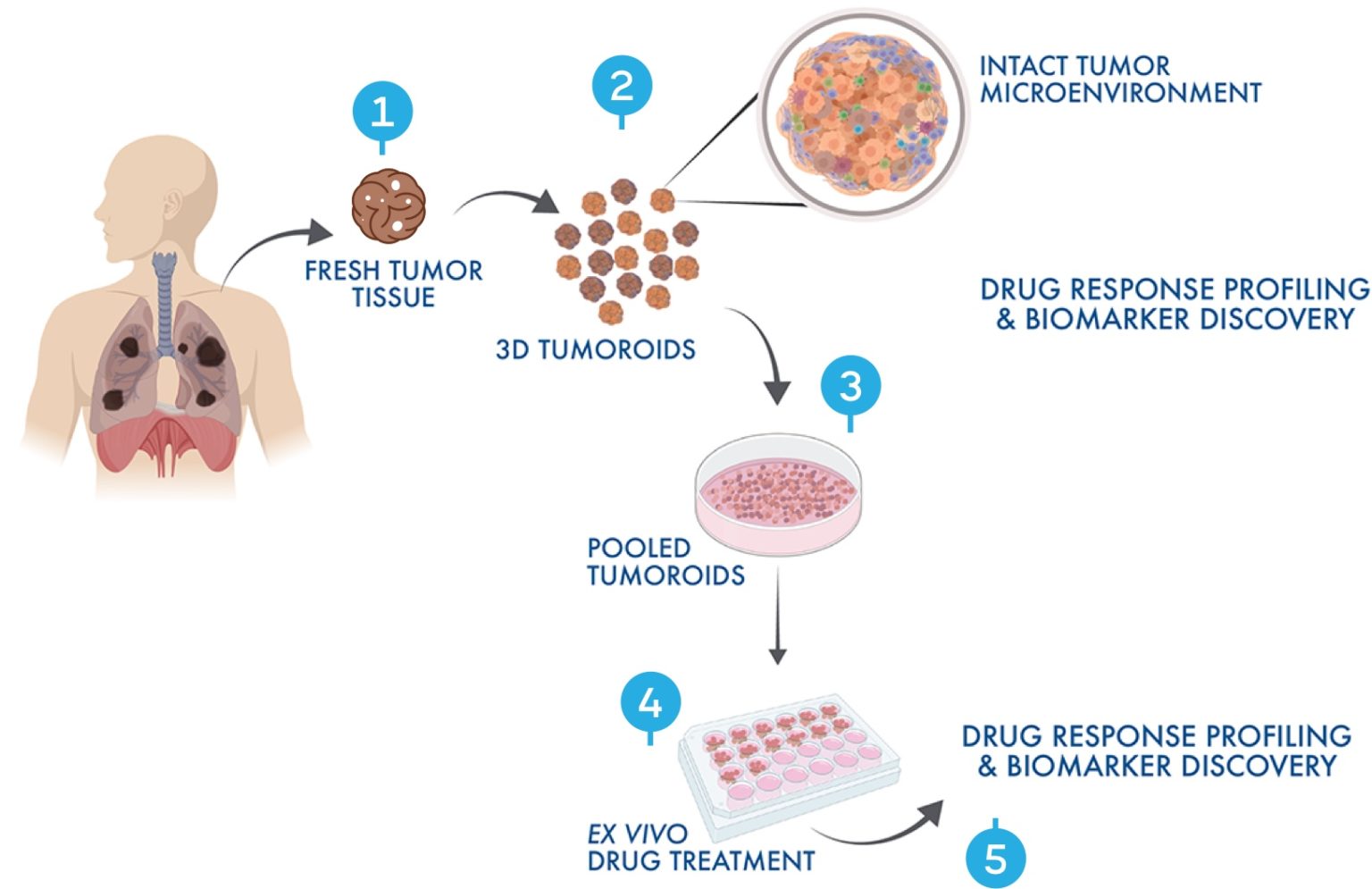 Tumor Microenvironment (TME) | Nilogen Onsystems